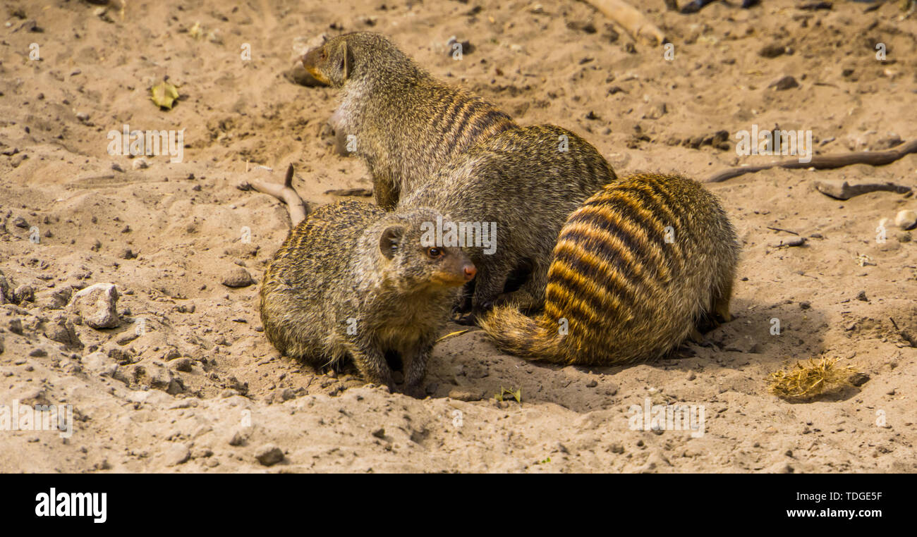 group of banded mongooses together in the sand, tropical animal specie ...