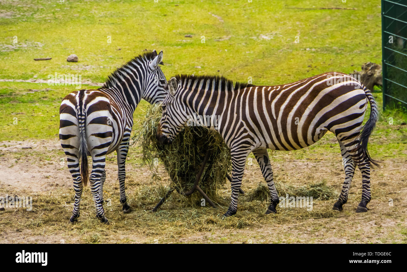 two grant's zebras eating hay from the crib, animal feeding, near ...