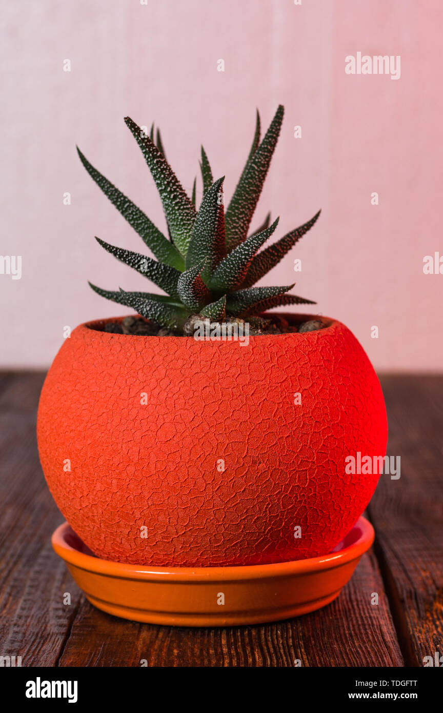 Cactus in an orange flowerpot. Round orange pot. Decoration Stock Photo ...