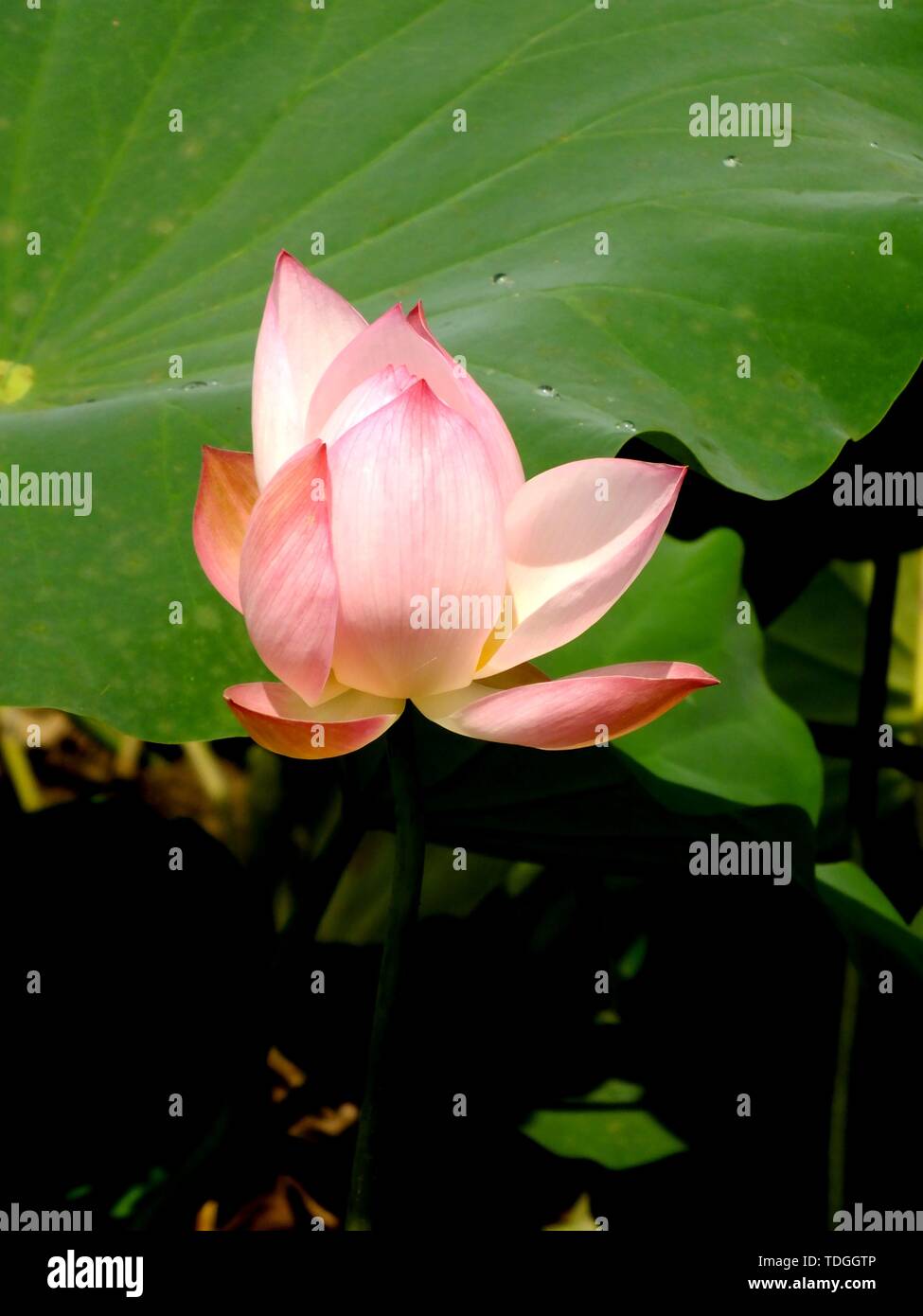 Foreign lotus genus hi-res stock photography and images - Alamy