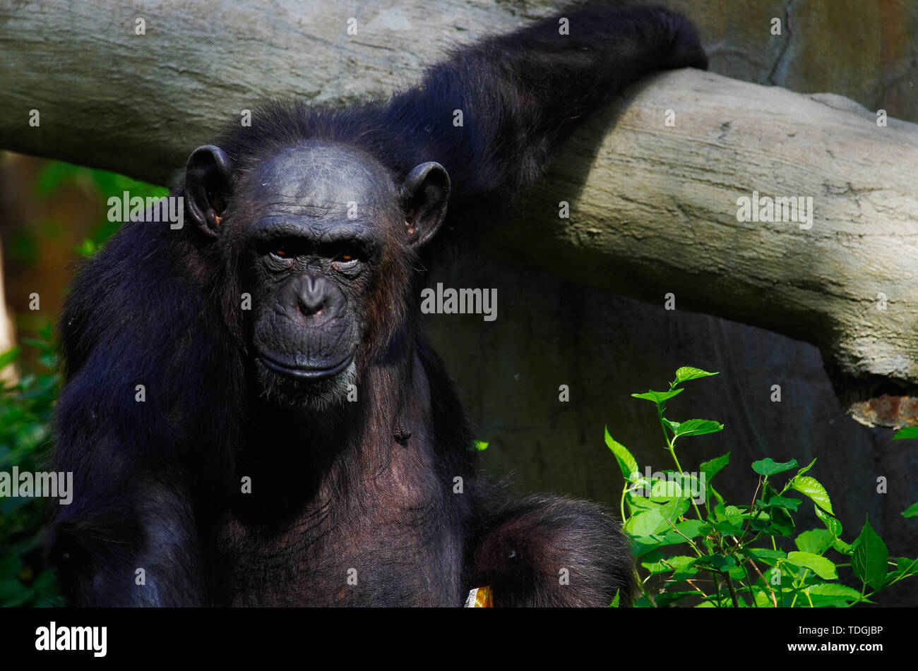 Gorilla monkey ape Stock Photo - Alamy