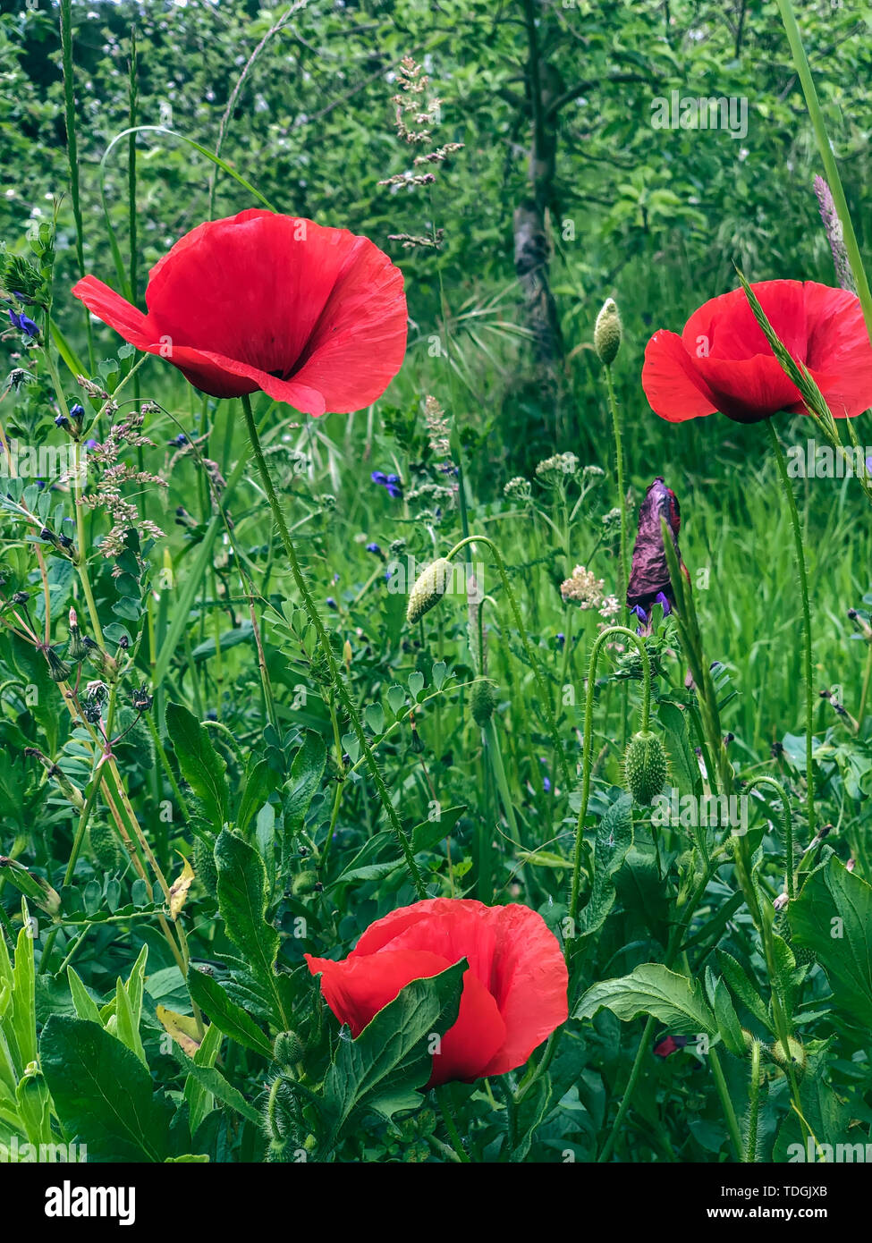 Poppies close up hi-res stock photography and images - Alamy