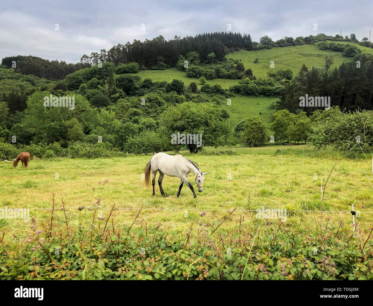 White horse landscape hi-res stock photography and images - Alamy