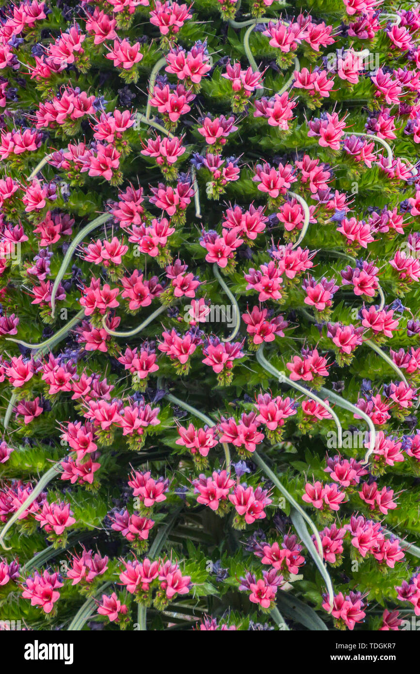 National flower of the canary islands hi-res stock photography and ...