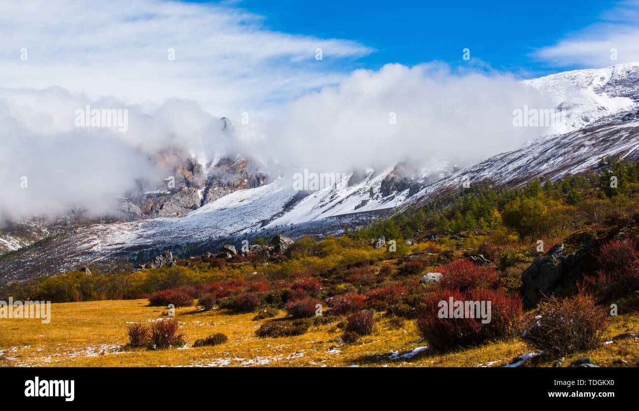 Scenery of Luo velvet cattle farm in Taocheng, Sichuan Province Stock ...