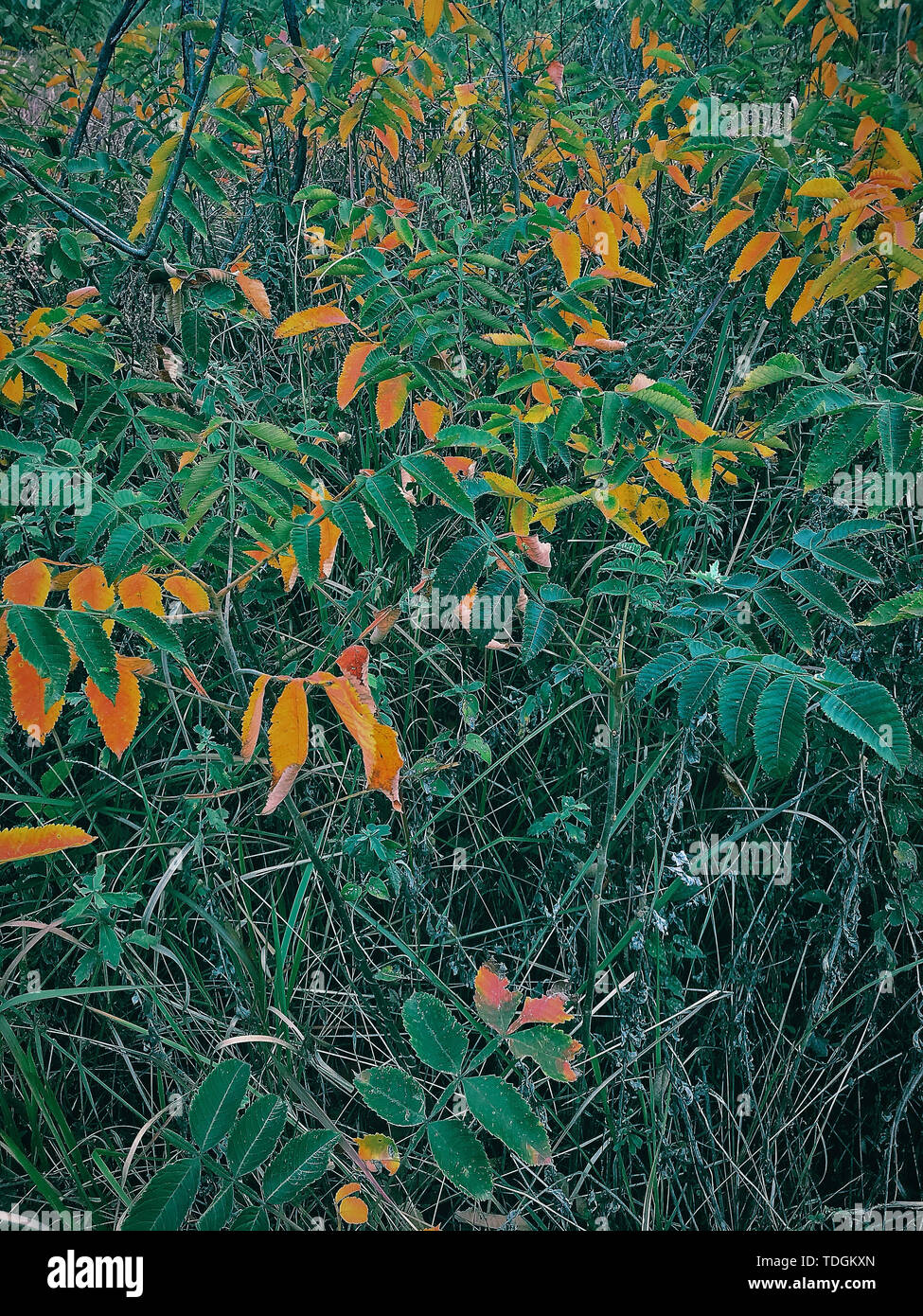 Canadian tree planting hi-res stock photography and images - Alamy