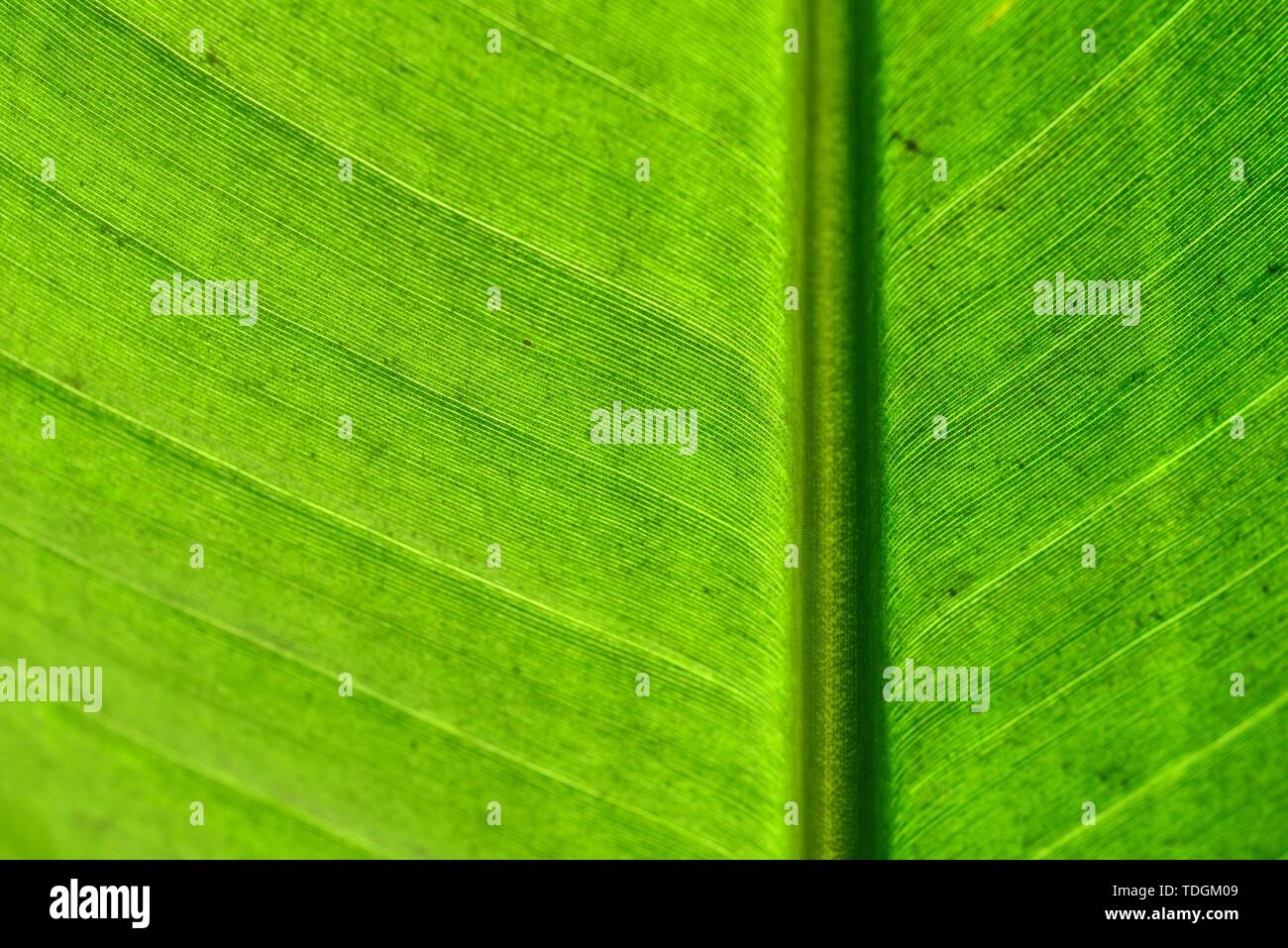 Diagonal line of leaves hi-res stock photography and images - Alamy