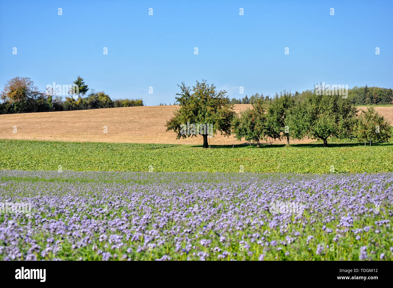 Purple flower fields outside Paris, France Stock Photo - Alamy