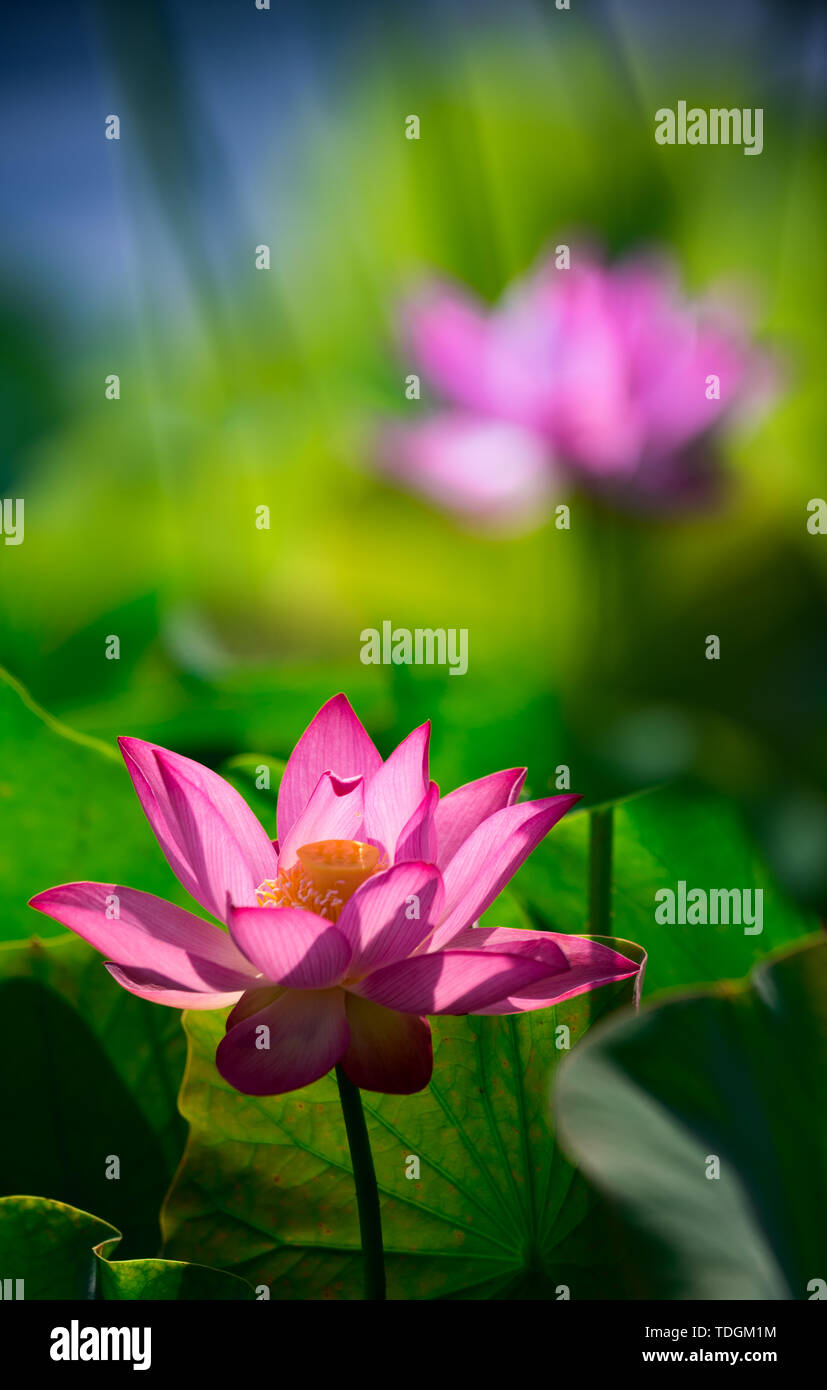 Floral lock screen hi-res stock photography and images - Alamy