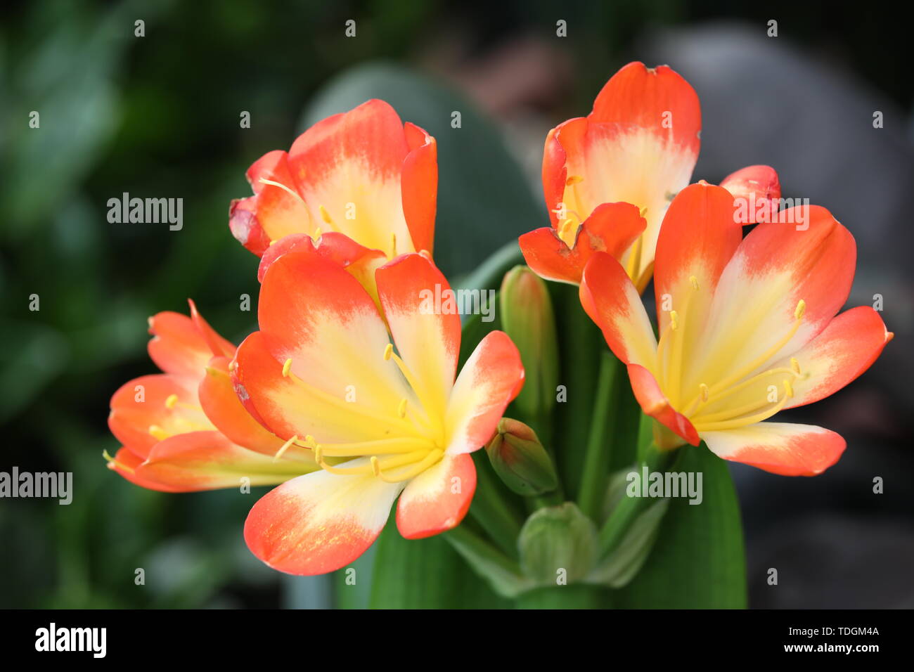 Sovereign orchid flower Stock Photo - Alamy