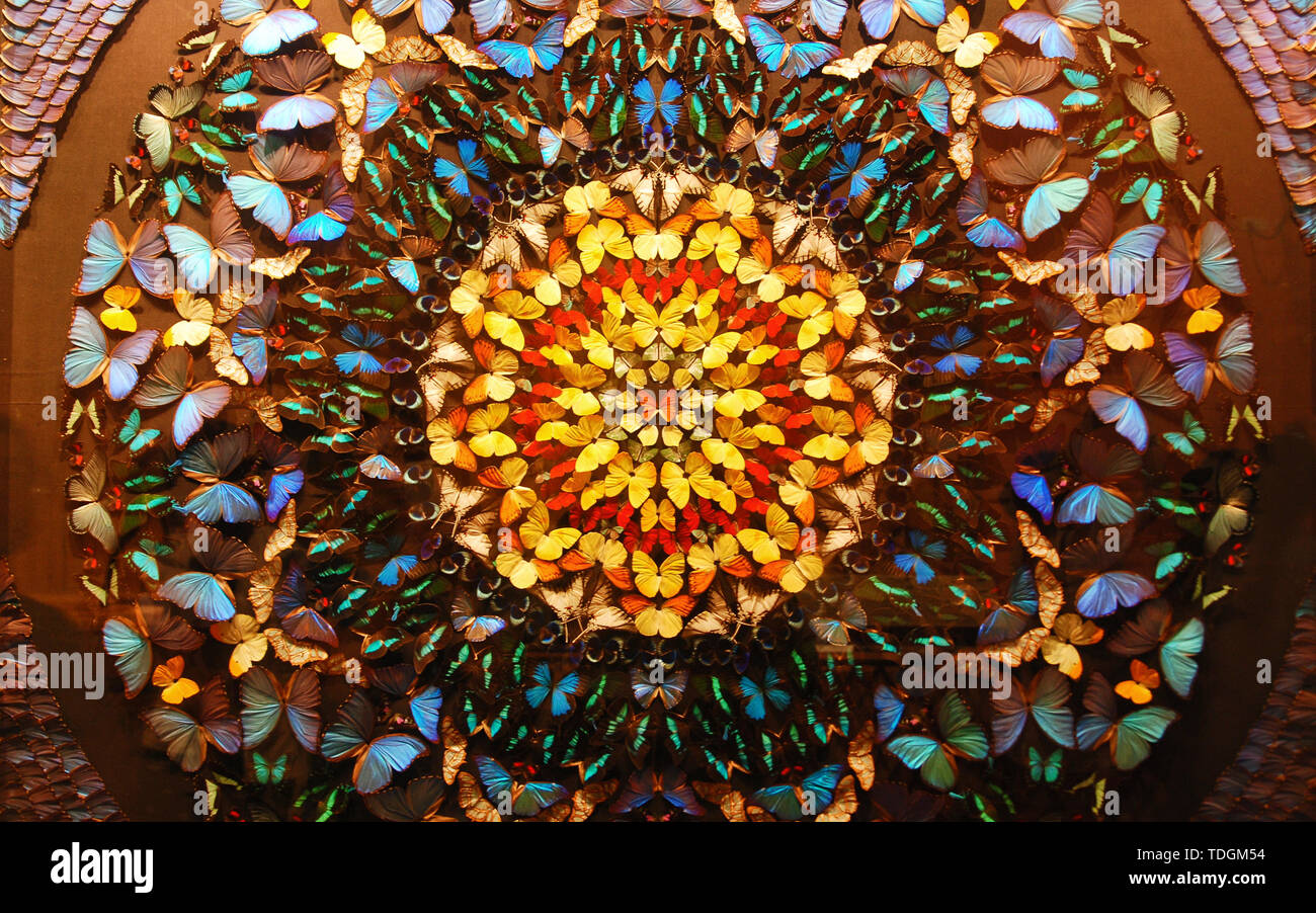 Butterfly specimens hi-res stock photography and images - Alamy