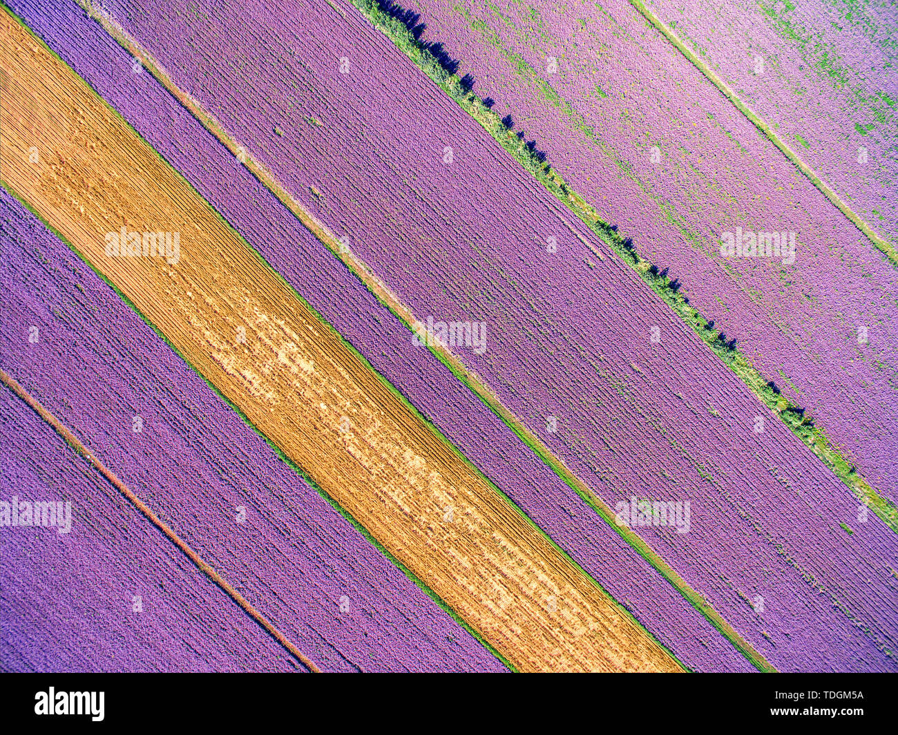 Land color of lavender flower field in Yili, Xinjiang Stock Photo - Alamy