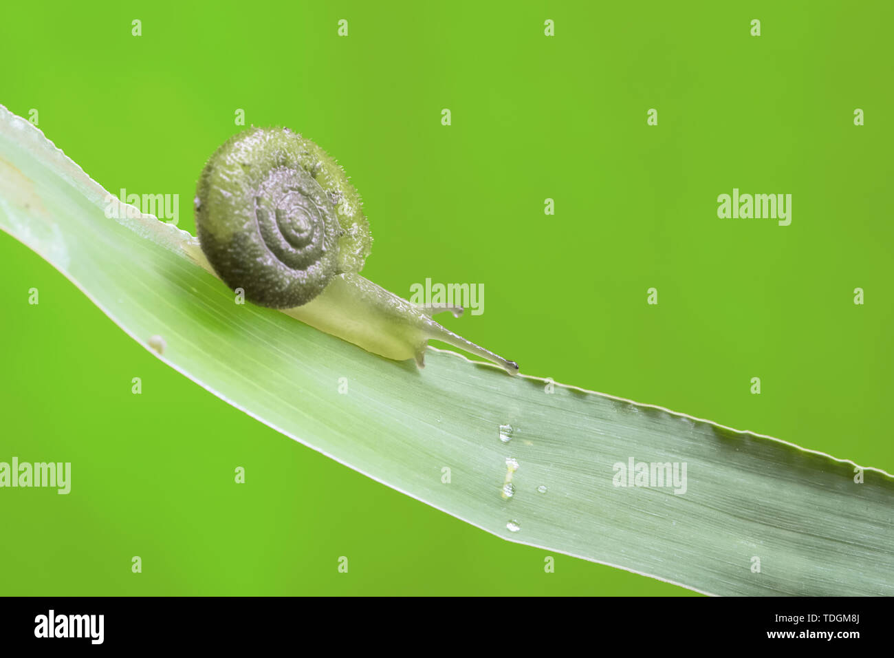Shell grows with the snail hi-res stock photography and images - Alamy