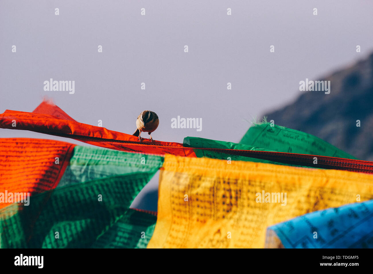 Tibet colorful prayer flags Stock Photo - Alamy