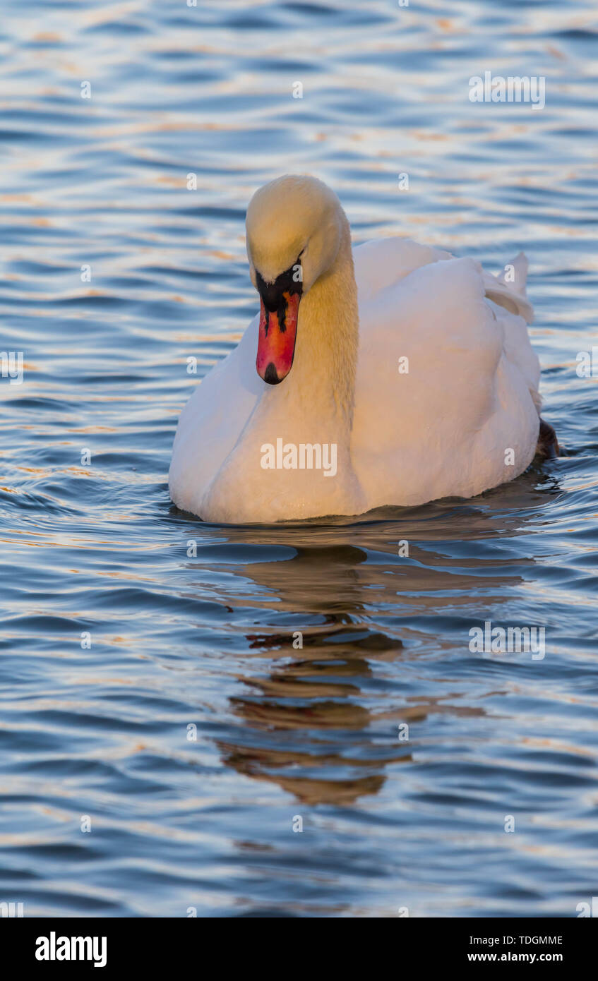 The White Swan Stock Photo - Alamy