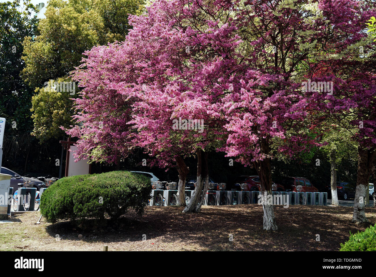 Ancient complex in Cicheng, Ningbo Stock Photo - Alamy