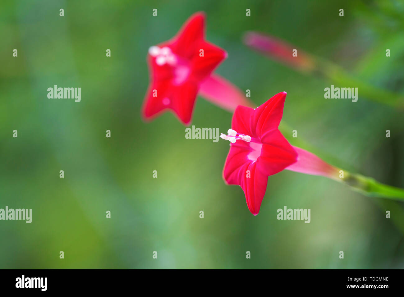 Small red flowers in summer Stock Photo - Alamy