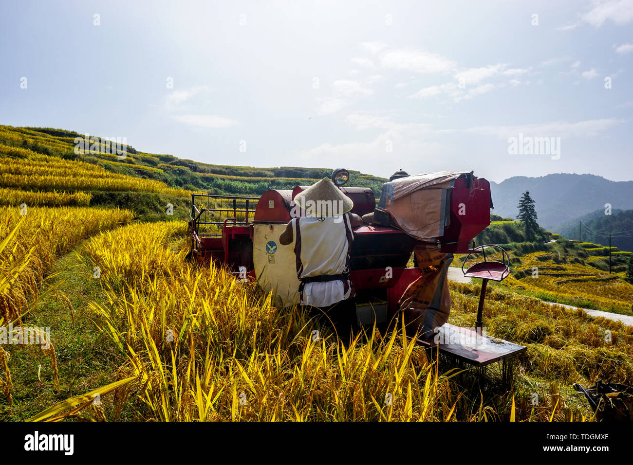 Harvest, terraces harvest rice Stock Photo - Alamy