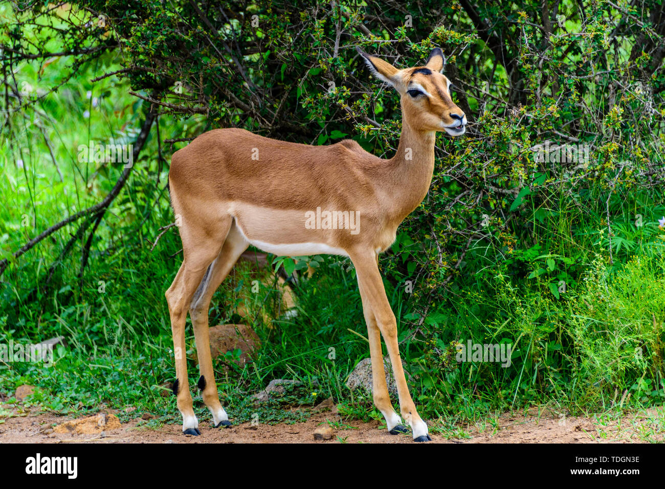 Pittsburgh zoo hi-res stock photography and images - Alamy