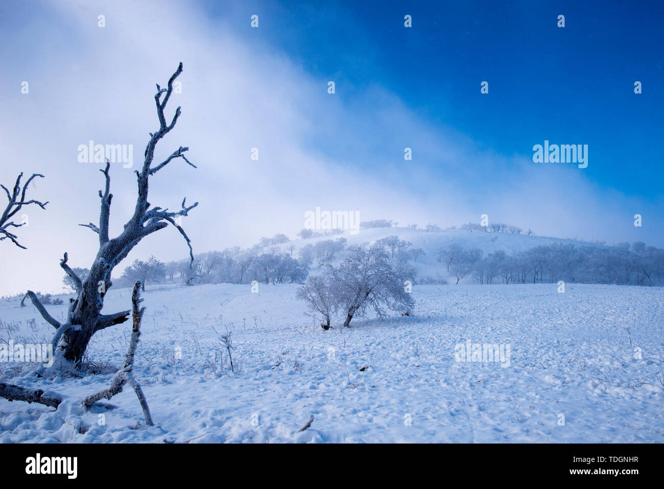 Bald Dingzi Mountain, the highest peak in Heilongjiang Stock Photo - Alamy