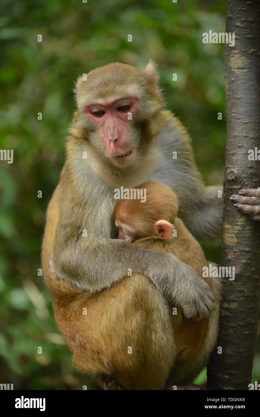 Monkey mother and baby monkey Stock Photo - Alamy