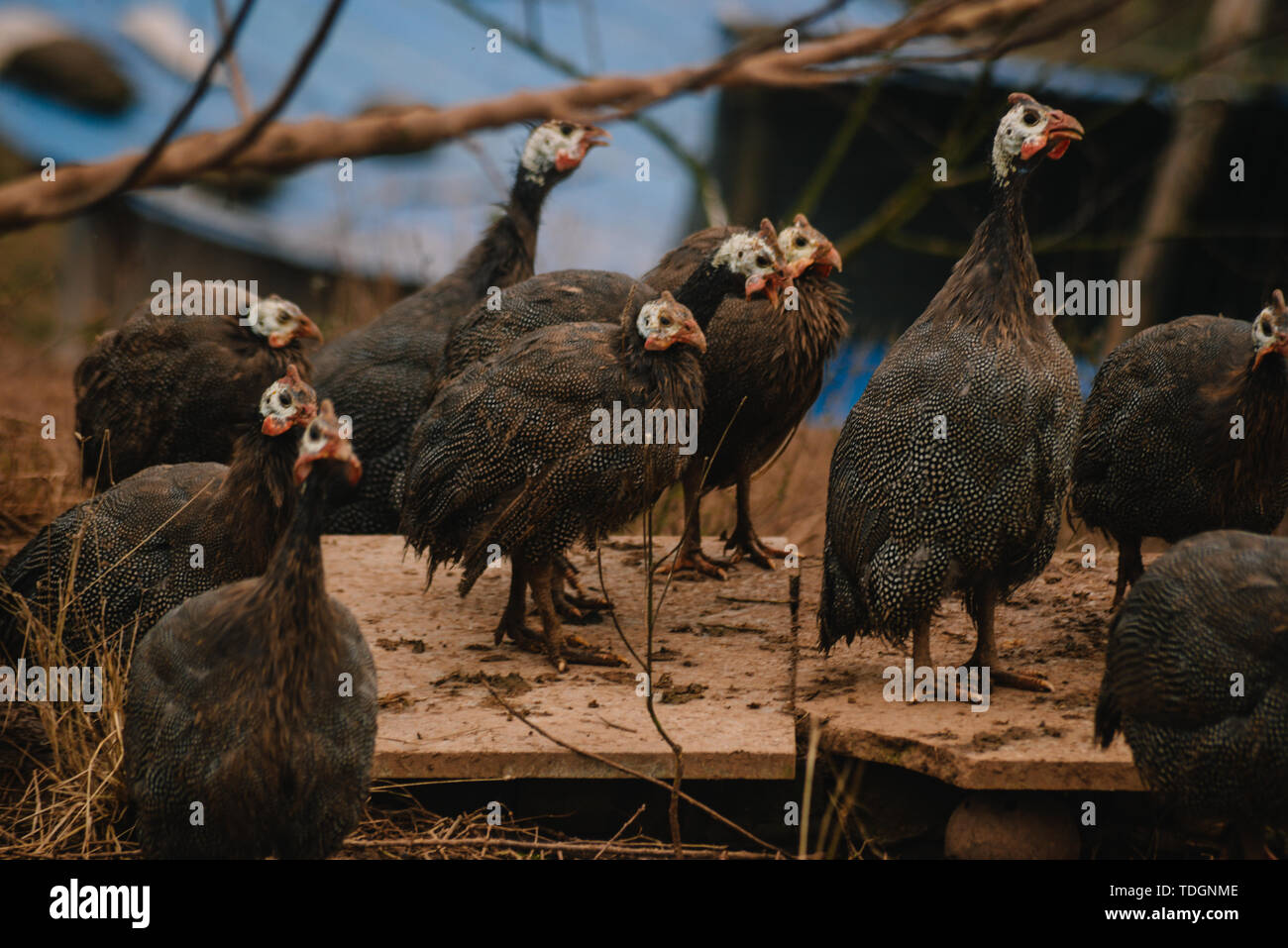 Guinea fowl group hi-res stock photography and images - Alamy