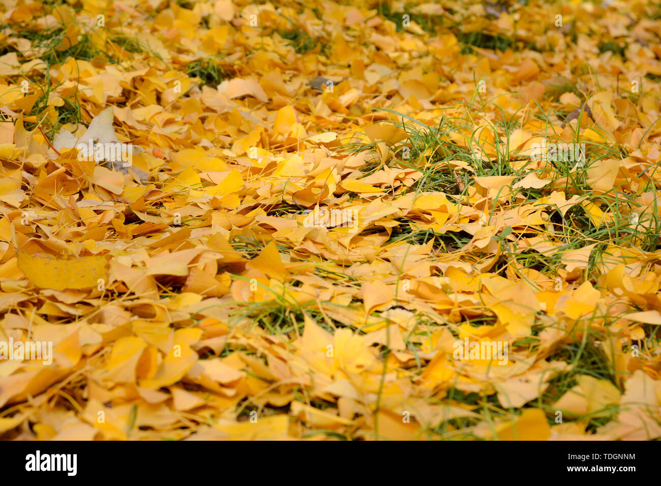 Food autumn beijing hi-res stock photography and images - Alamy