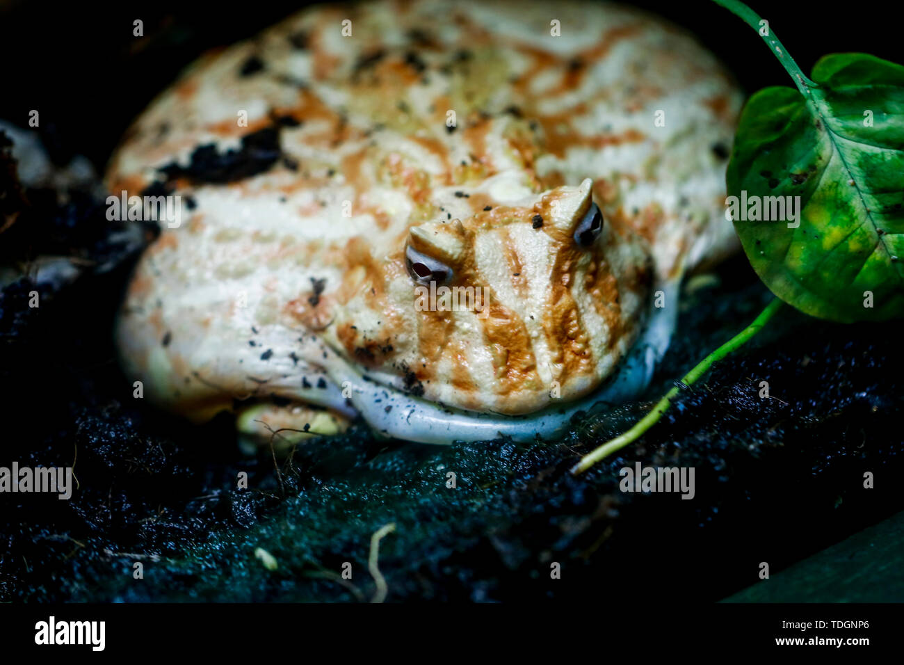 American bullfrog eggs hi-res stock photography and images - Alamy