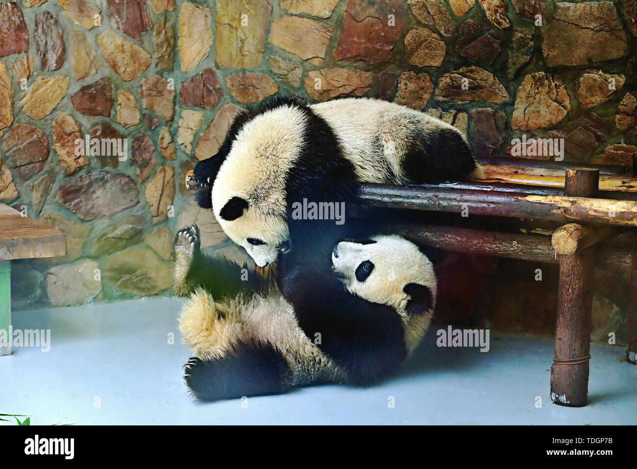 Pandas playing hi-res stock photography and images - Alamy