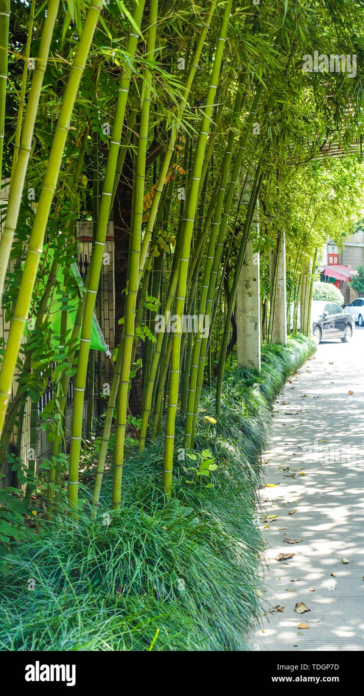 Bamboo lawns hi-res stock photography and images - Alamy