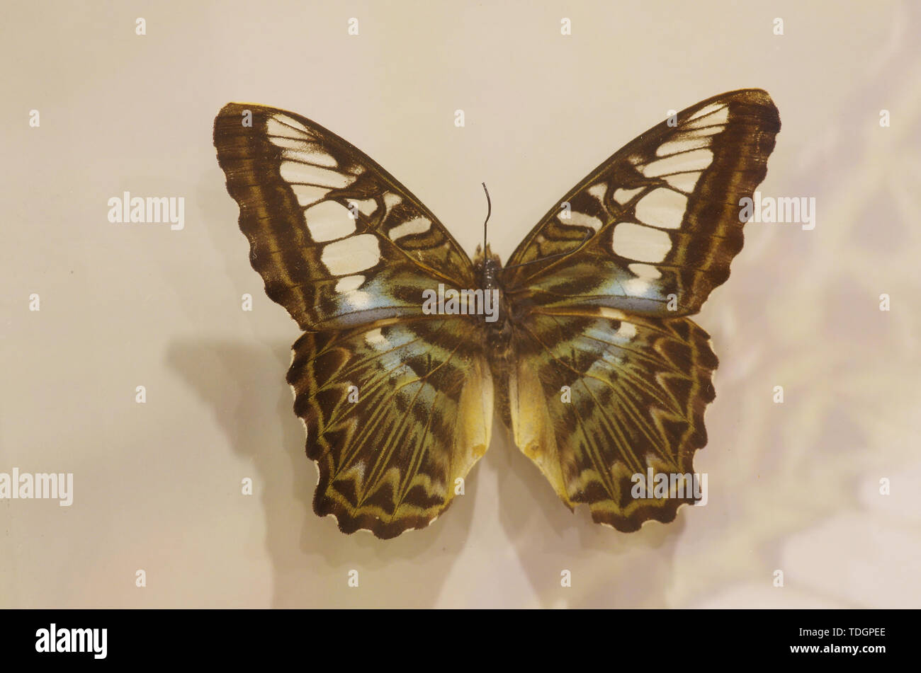 A specimen of butterflies Stock Photo - Alamy