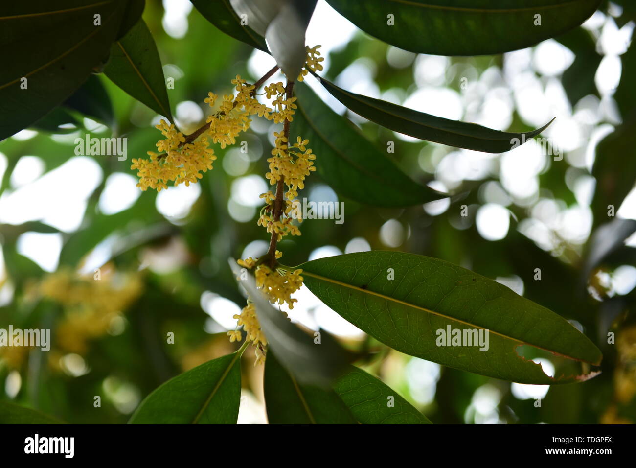 Silver osmanthus hi-res stock photography and images - Alamy