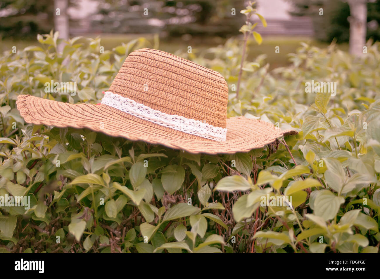 Pretty beautiful straw hat with ribbon on the bushes Stock Photo - Alamy