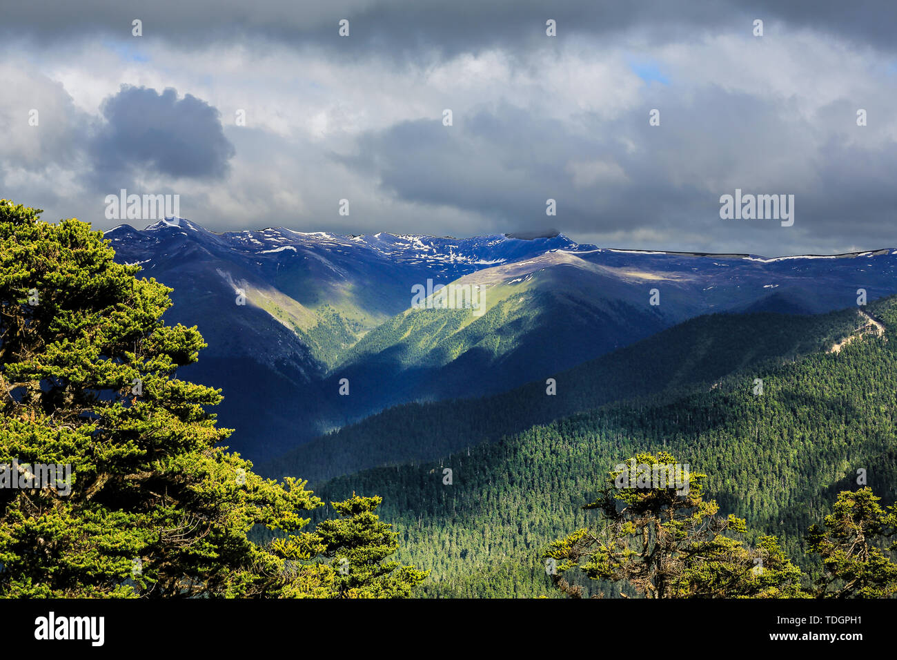 Scenery of Lulang Linhai in Yingzhi region, Tibet Stock Photo - Alamy