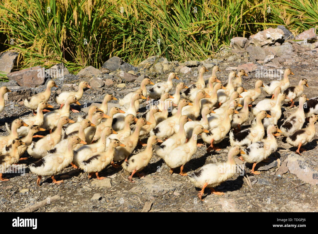 Spike ducks hi-res stock photography and images - Alamy