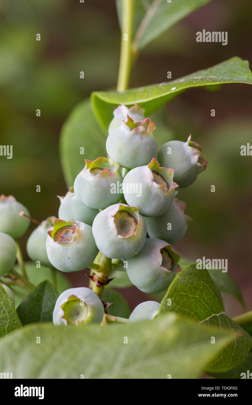 All stages of blueberry flowers and fruit Stock Photo - Alamy