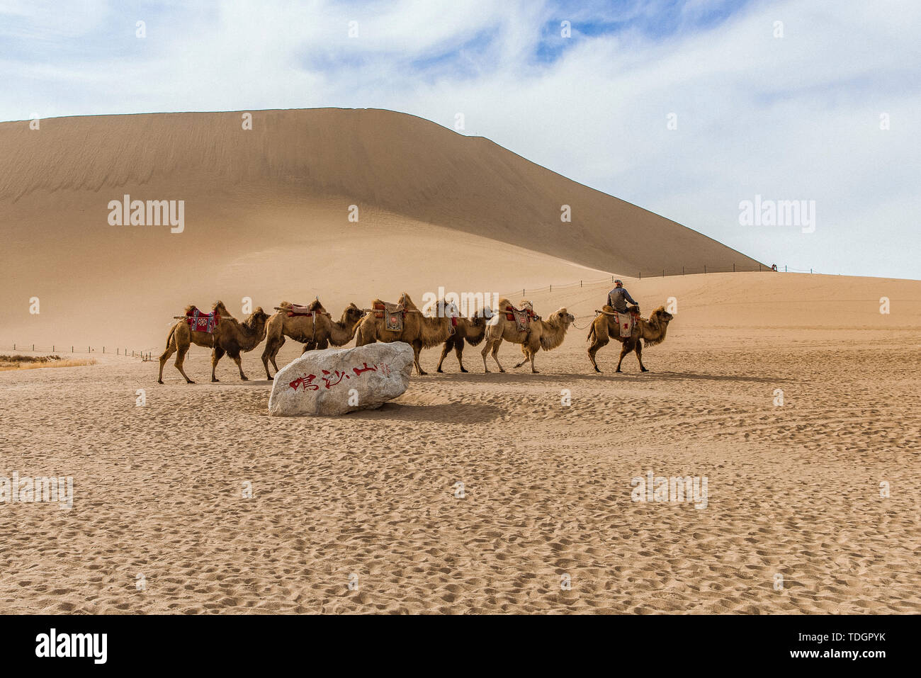 Camel team hi-res stock photography and images - Alamy