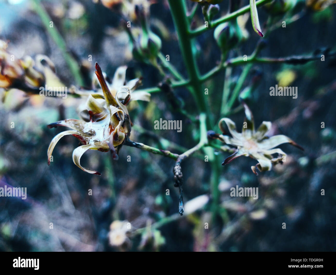 The base of Chrysanthemum Stock Photo - Alamy