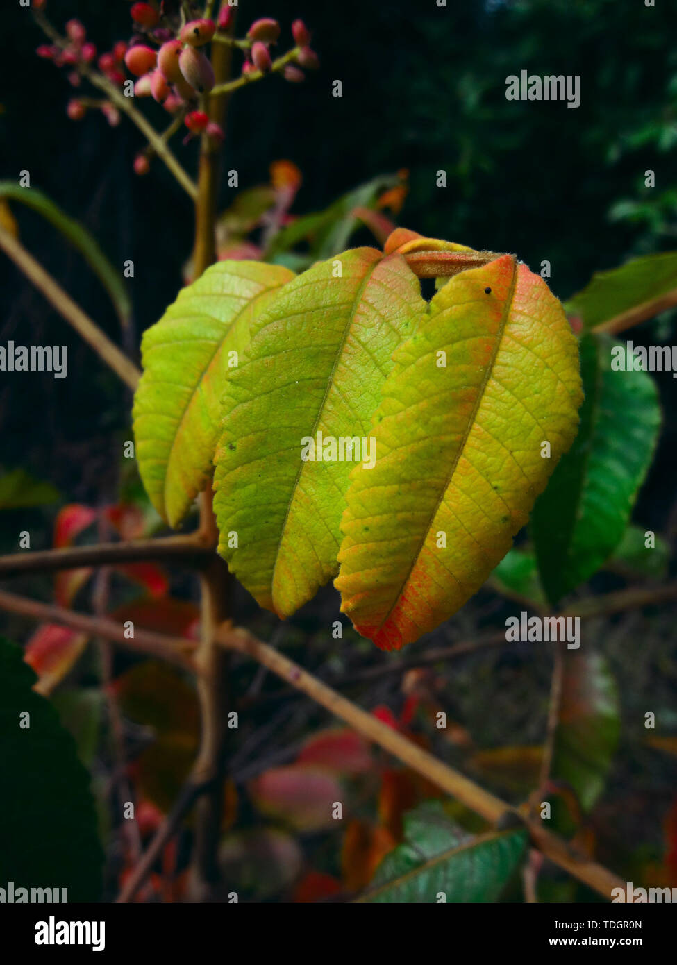 The leaves and fruits of the torch tree Stock Photo - Alamy