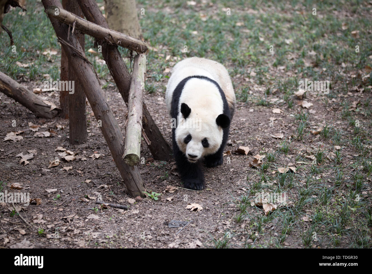 Mammals. No one with nature. Outdoors. Lawn. Wood Animal Park. Summer ...