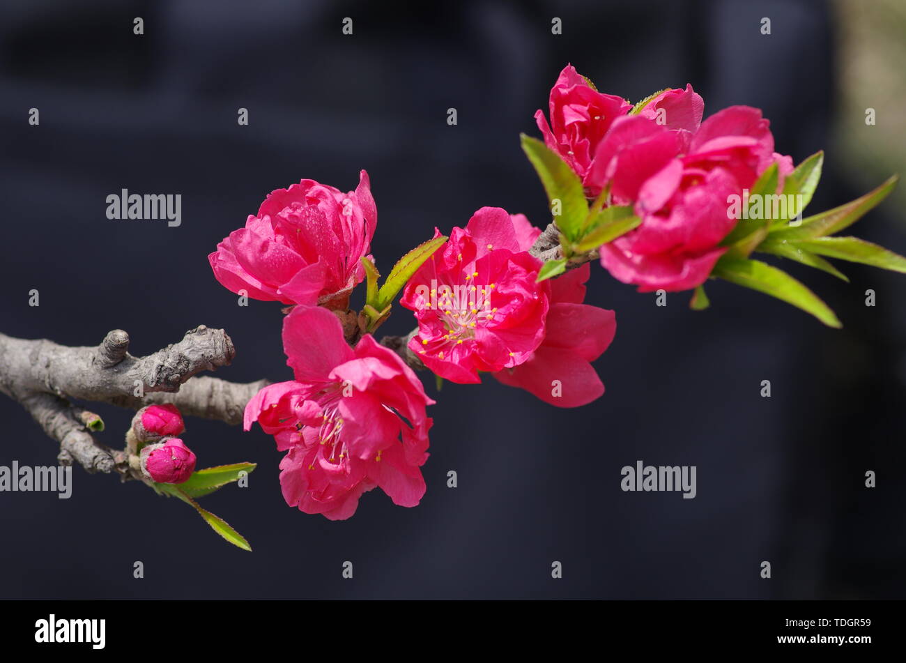 Blooming peach blossoms hi-res stock photography and images - Alamy