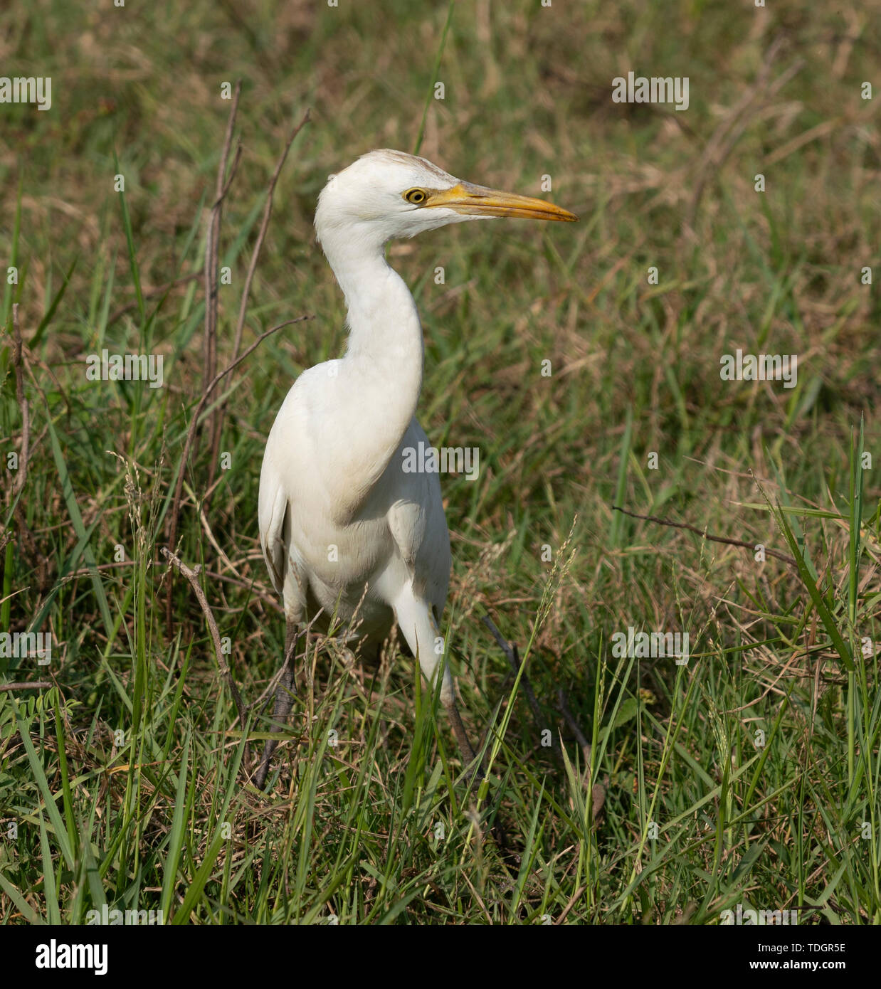 White Ibis Eating Insects High Resolution Stock Photography and Images ...
