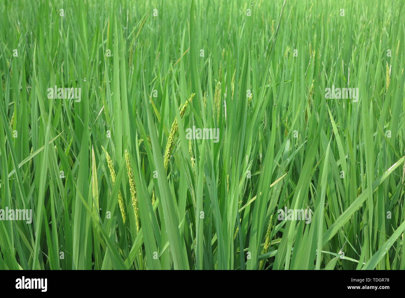 Rice spikes and rice grains hi-res stock photography and images - Alamy