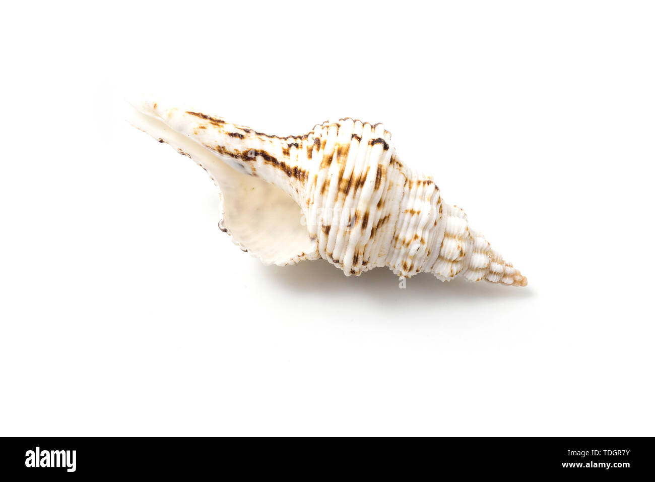 Crab shell texture Cut Out Stock Images & Pictures - Alamy