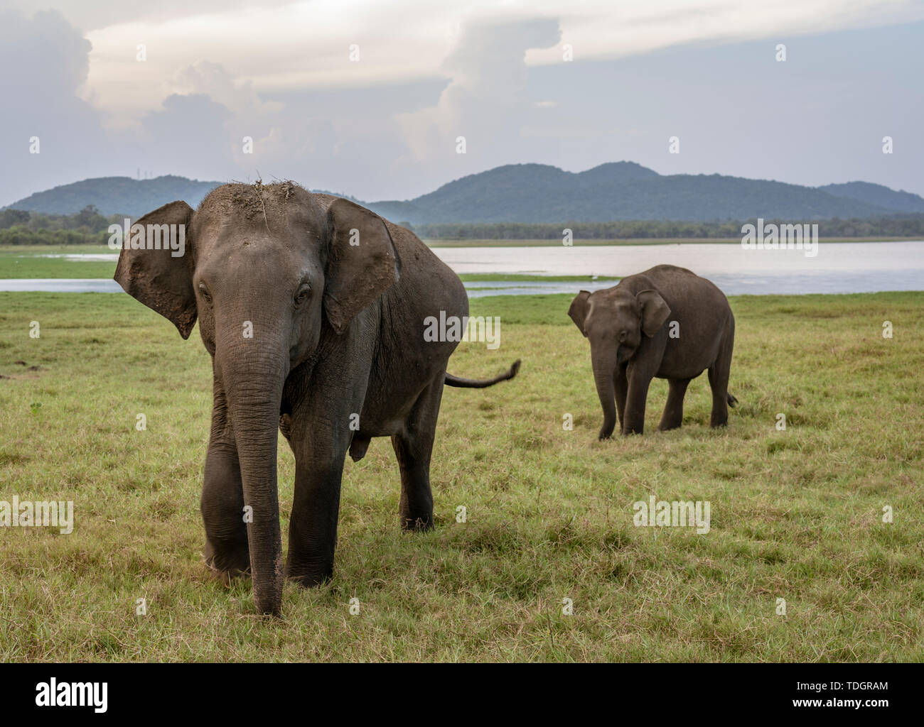 Two Elephants Walk Across Open Field in Habarana Sri Lanka Stock Photo ...