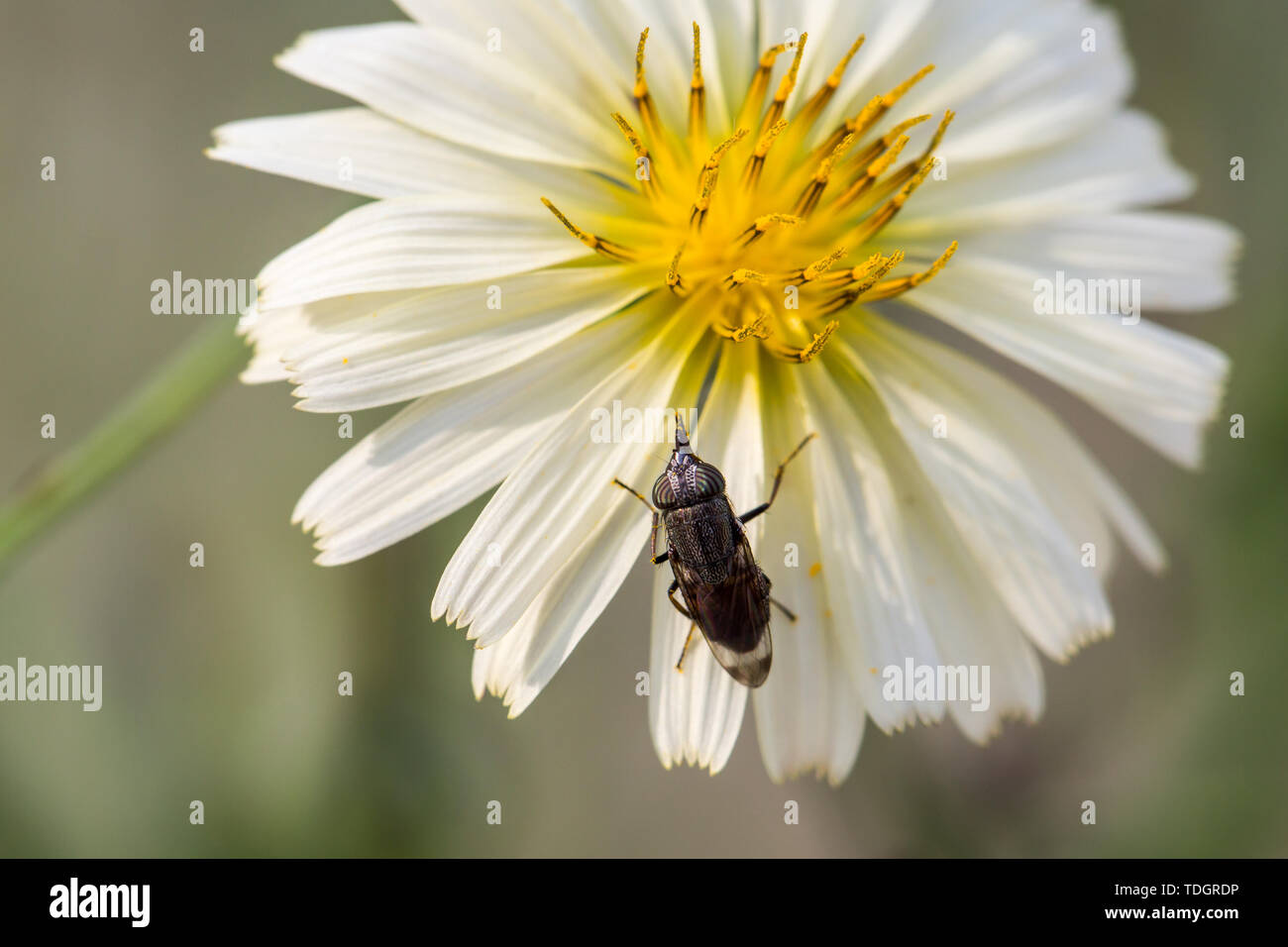 Insects on wildflowers Stock Photo - Alamy
