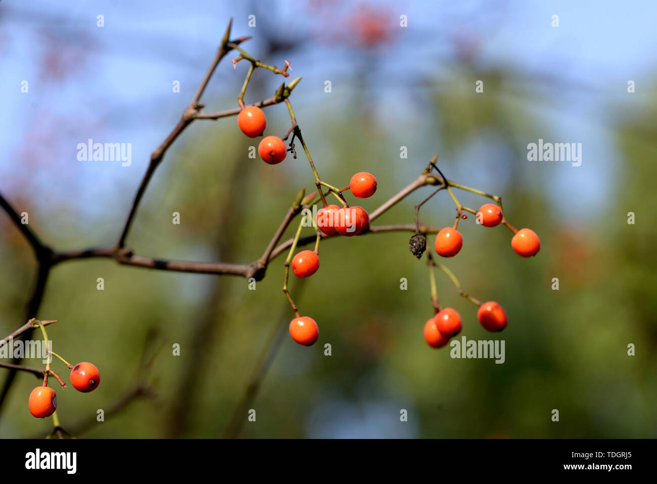 Red fruit of southern bamboo Stock Photo - Alamy