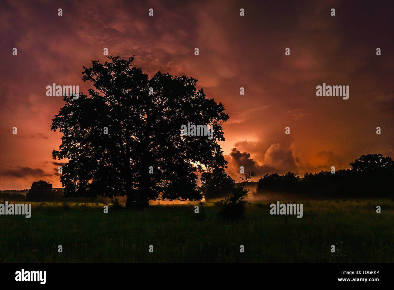 Oak night mist hi-res stock photography and images - Alamy