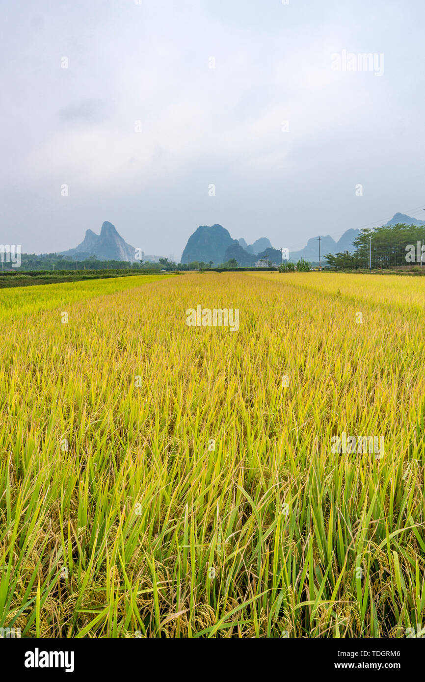 A golden rice field Stock Photo - Alamy
