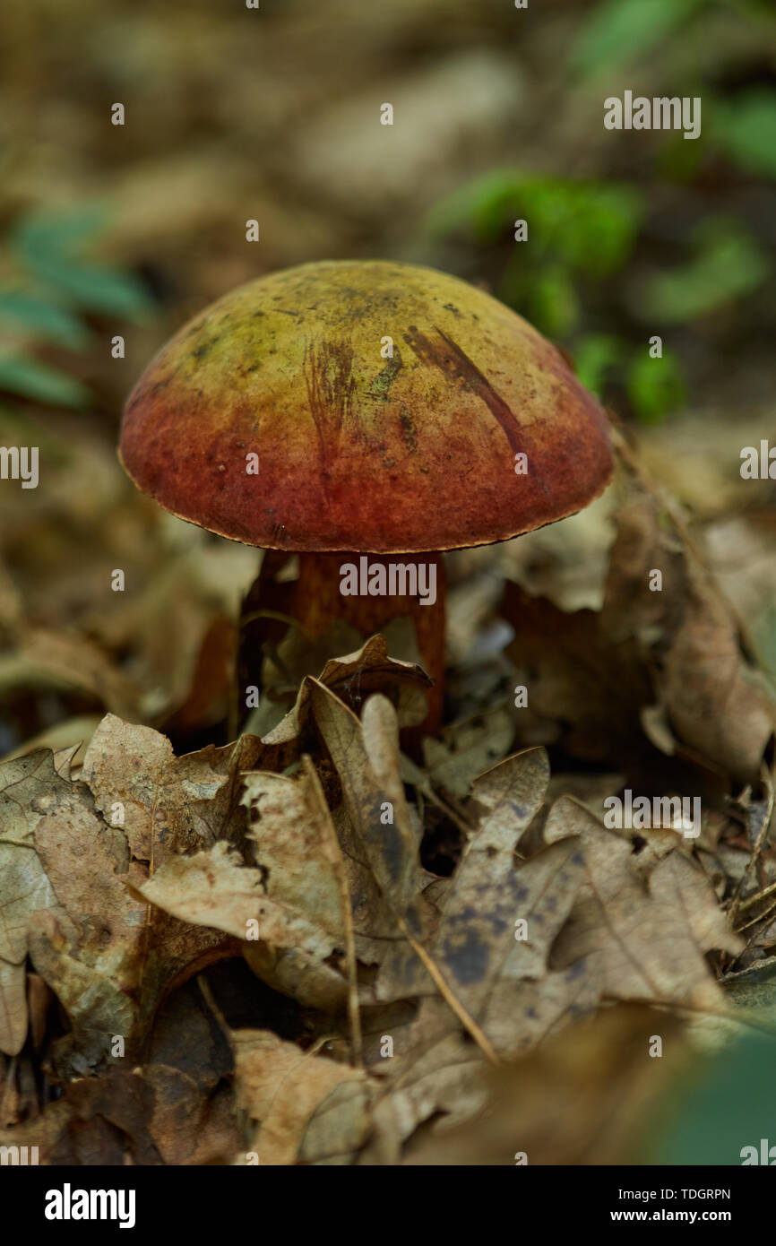 Devil's bolete (Boletus Satanas), poisonous mushroom in the forest ...
